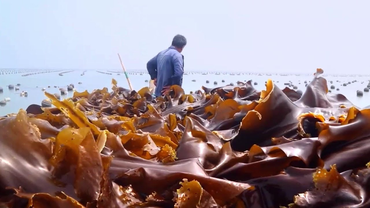 The Life Cycle of Kelp | Modern Farming and Production of Kelp - YouTube