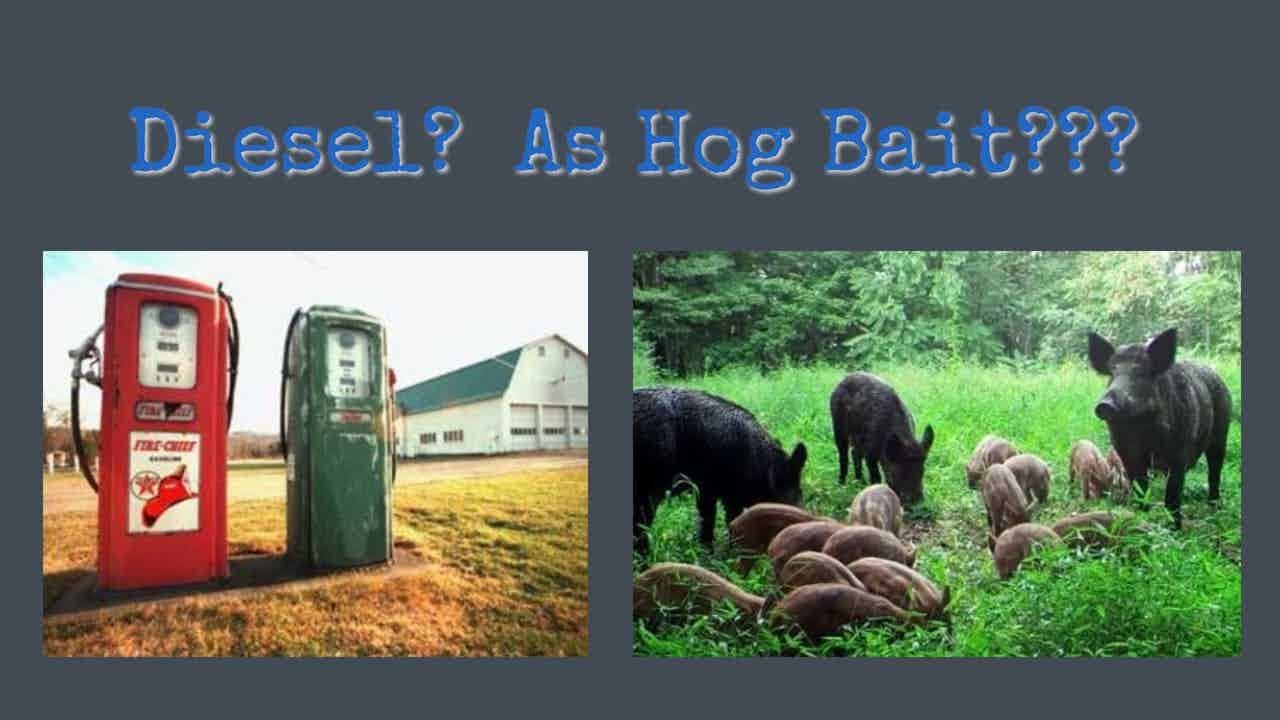 BAITING A HOG TRAP- SURPRISING SECRET SAUCE!!! - YouTube