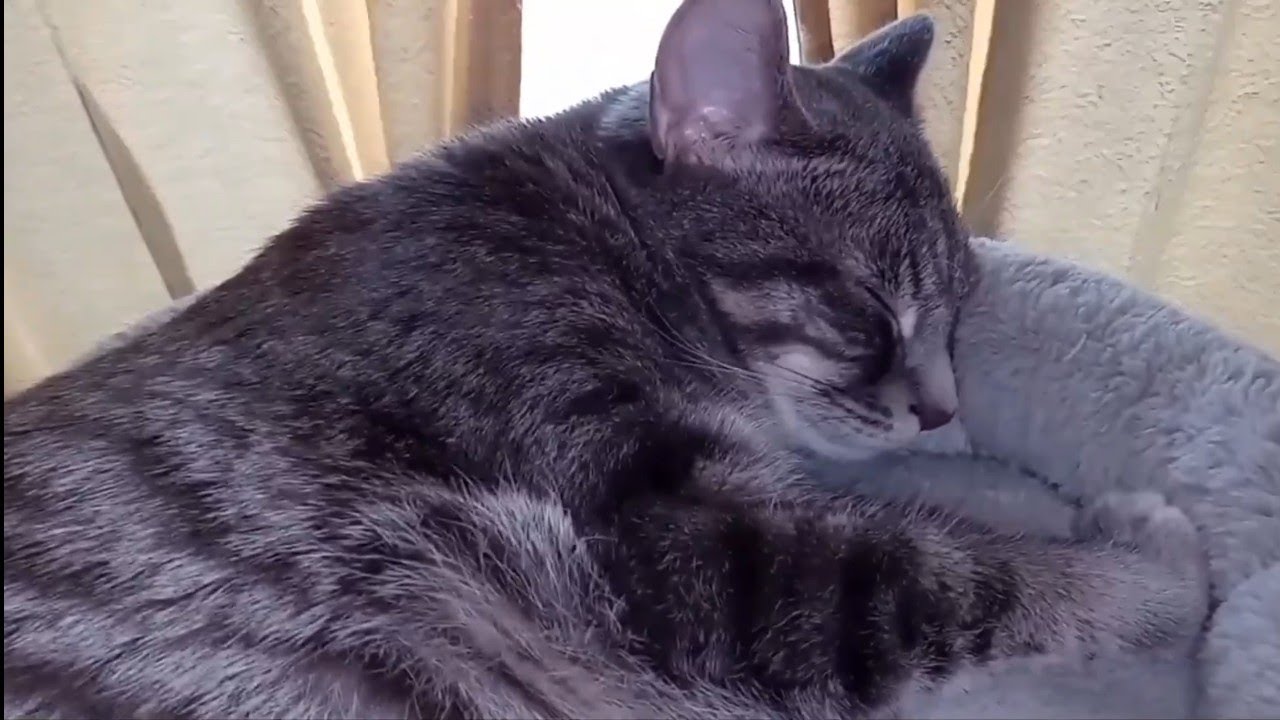 Frisky Cat Napping - YouTube