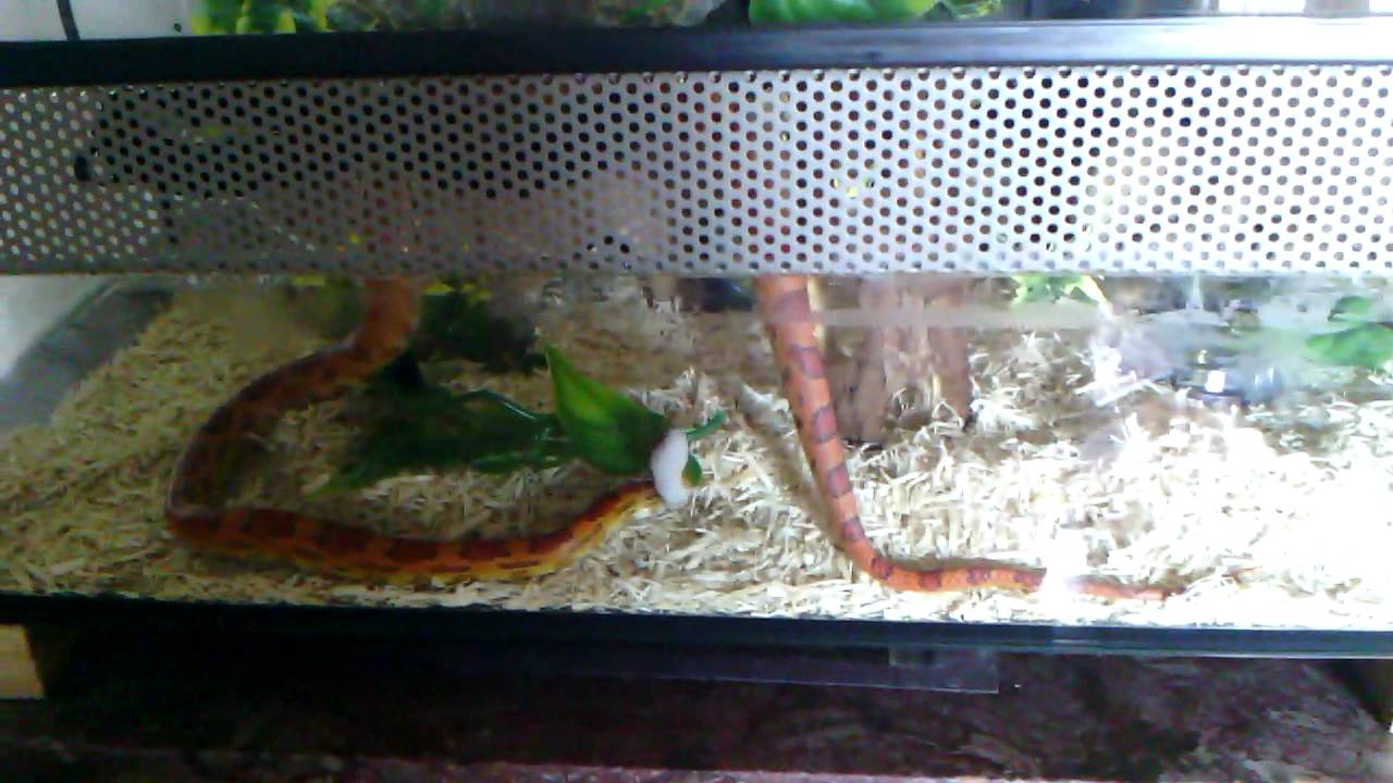 CORN SNAKE AND TERRARIUM - YouTube
