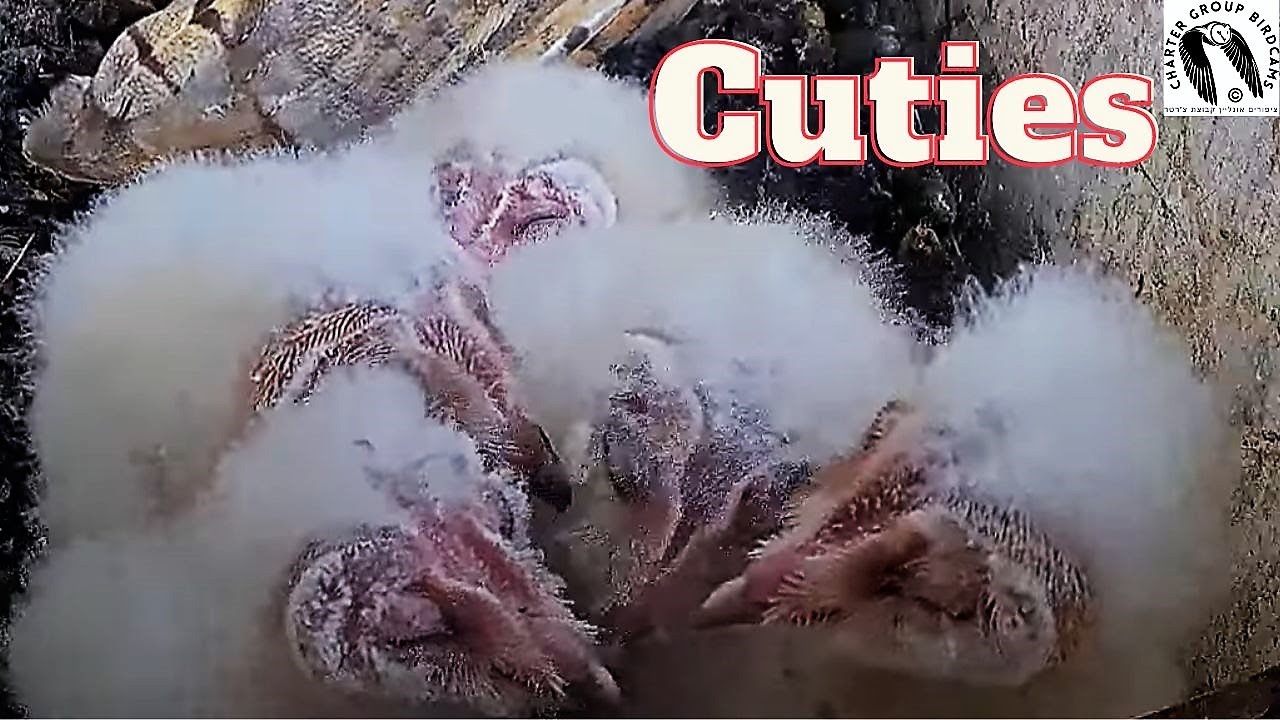 Feathered Cotton: Adorable and Fluffy Barn Owl Nestlings - YouTube