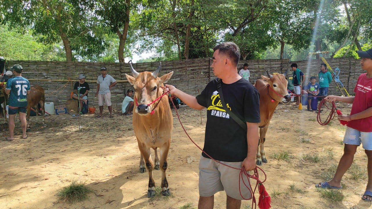 Karapan Sapi Tim Anak Sakti Latihan Di Lap Aseamanis. - YouTube