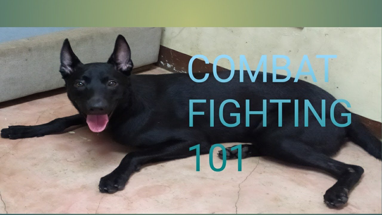 HOW TO TRAIN YOUR DOG IN COMBAT FIGHTING - YouTube