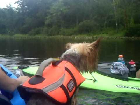 Peanuts first kayak trip - YouTube