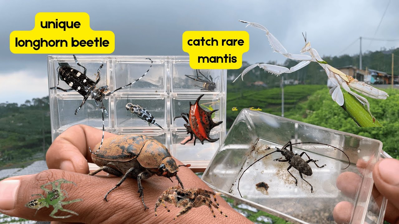 Hunt Animals and Insects ‼️ catching jumping spider, mantis,longhorn ...