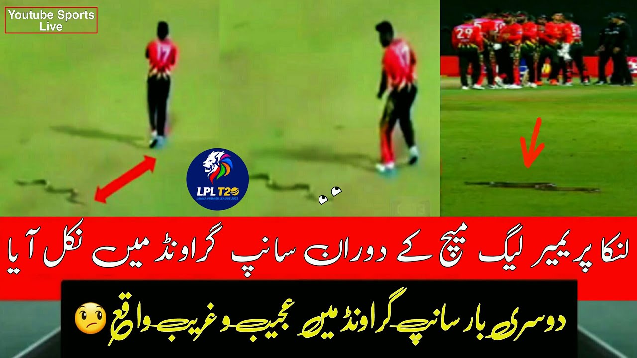 lanka premier league snake video | lanka premier league 2023 #cricket # ...
