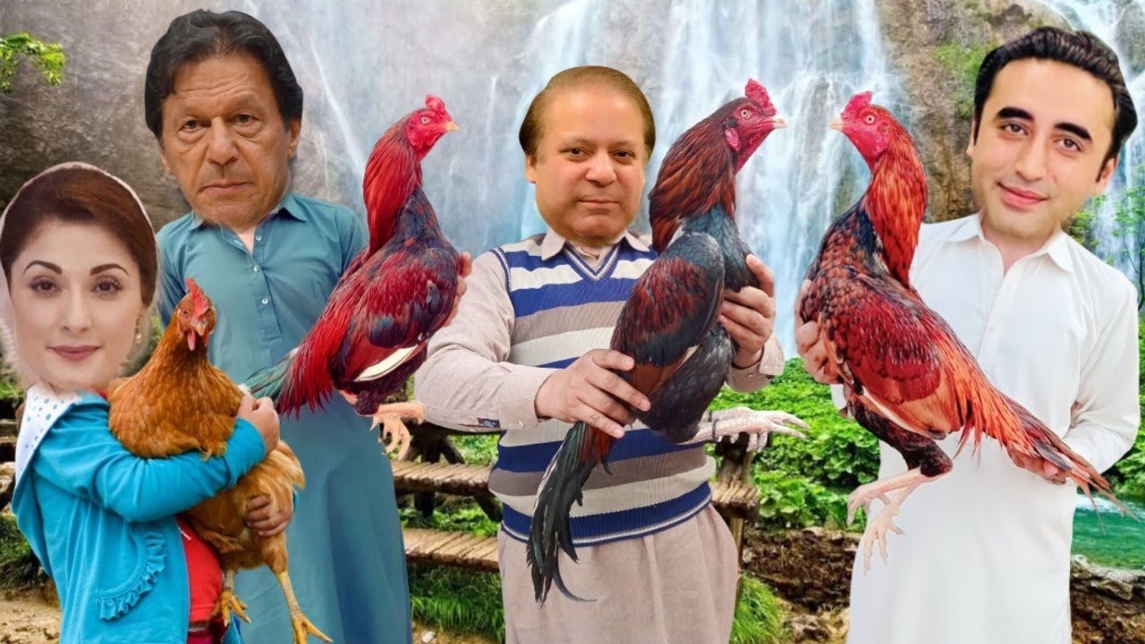 imran khan ka murga vs nawaz sharif ka murga new funny video - YouTube