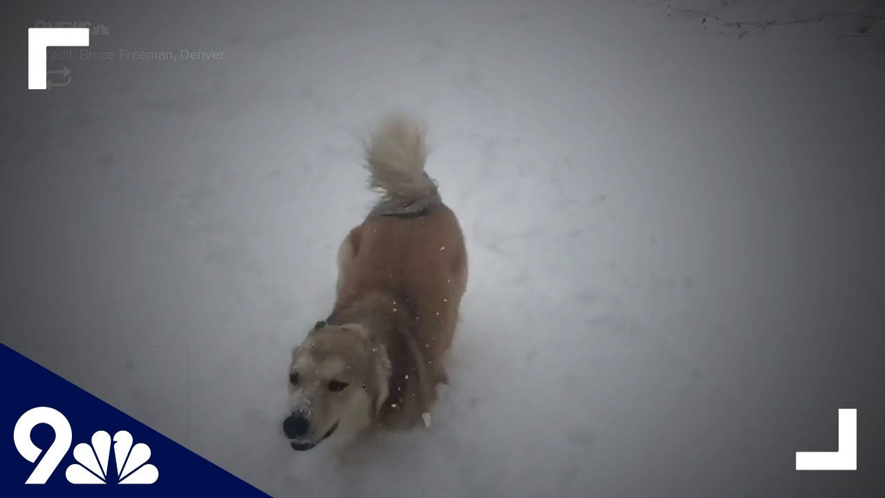 RAW: Dog running in slow motion in snow - YouTube
