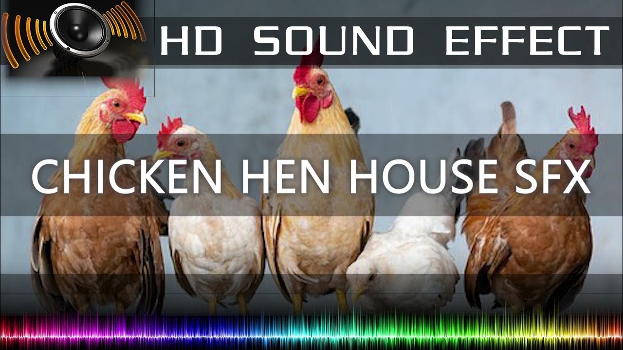 CHICKEN HEN HOUSE, HENS CLUCKING SFX | HD Sound Effects - YouTube