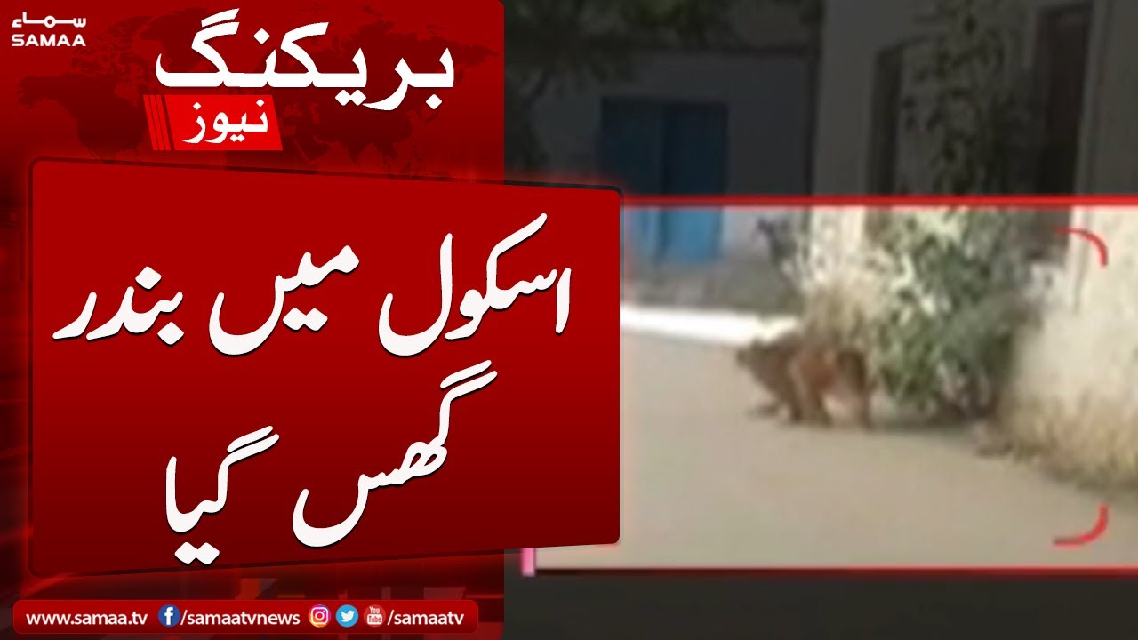 Karachi Jacob Line Government School me bundar ghus aya | SAMAA TV | 25th November 2022 - YouTube
