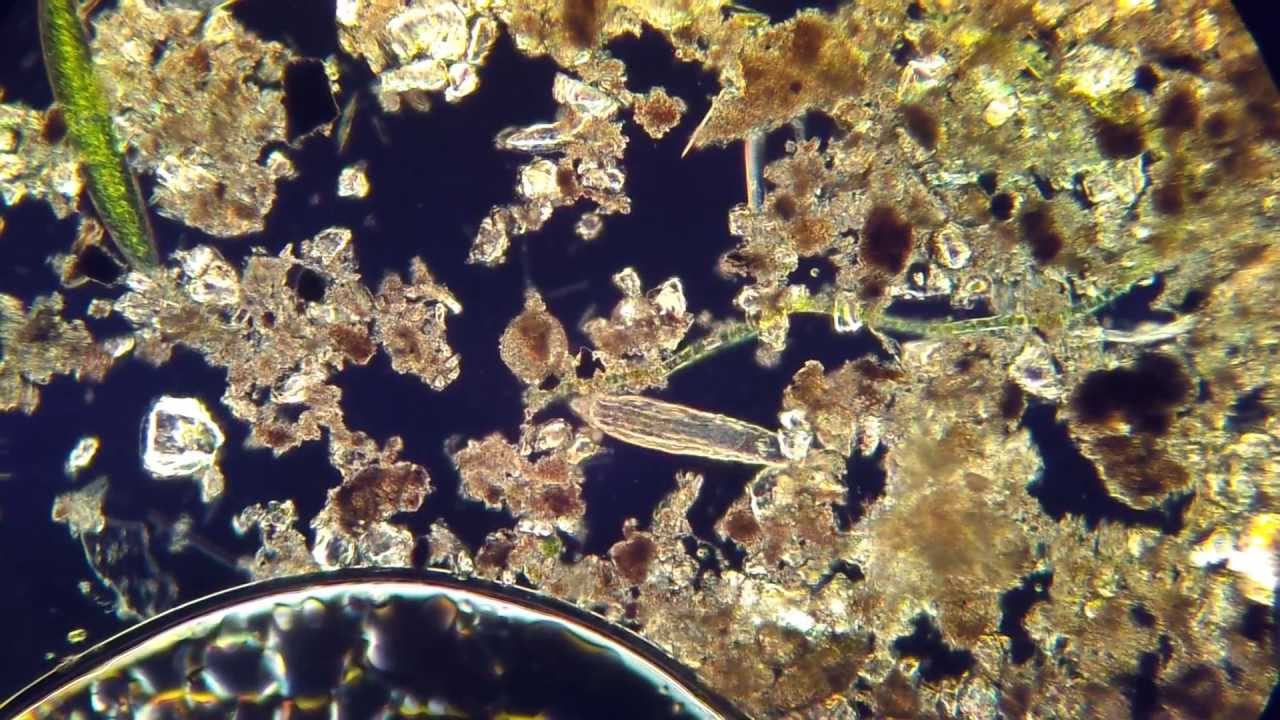 Mikroskop Biolar PZO światło kombinowane - YouTube