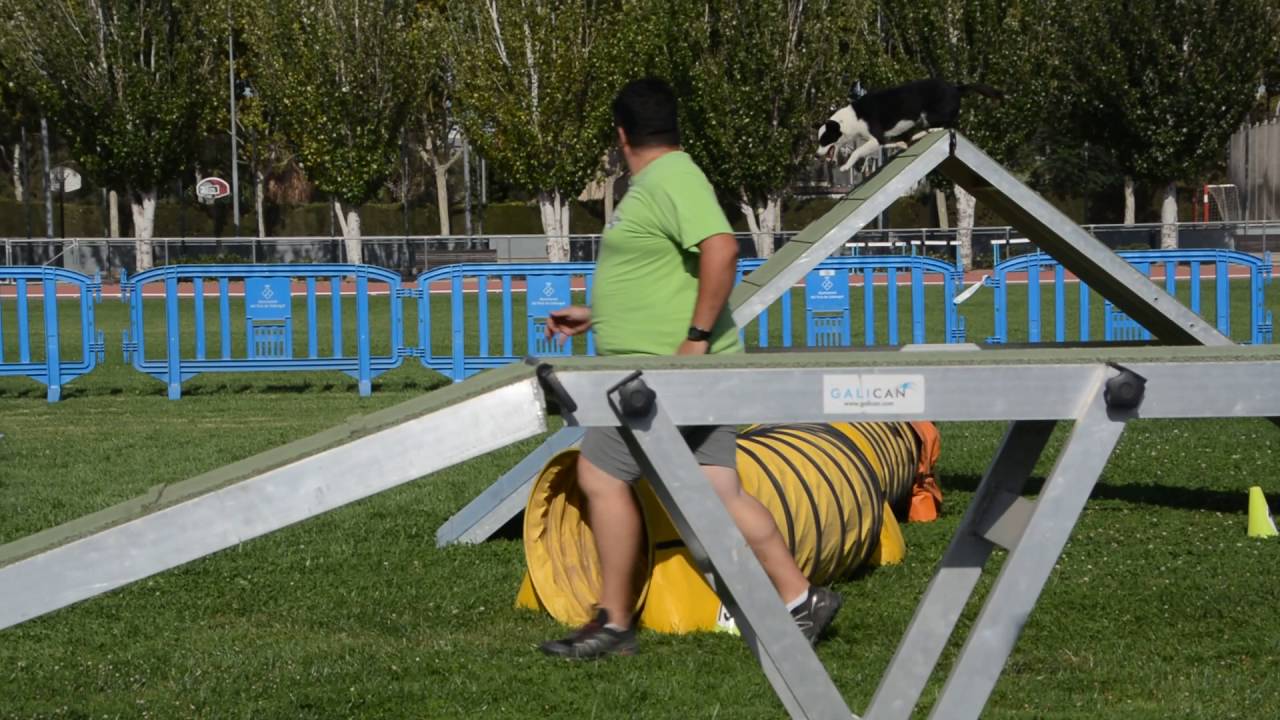 Marc-yam Canina GI Agility 1 - YouTube