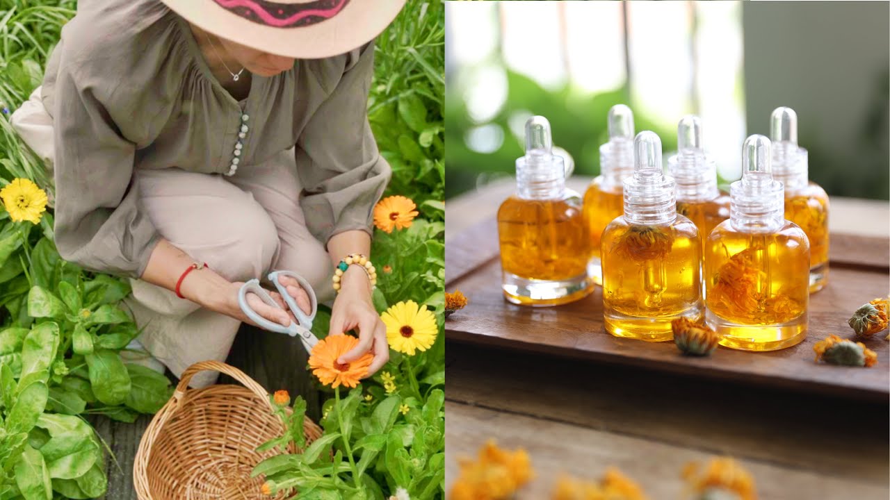 5 Ways to Eat and Use Calendula, Calendula Oil, Calendula Jelly ...