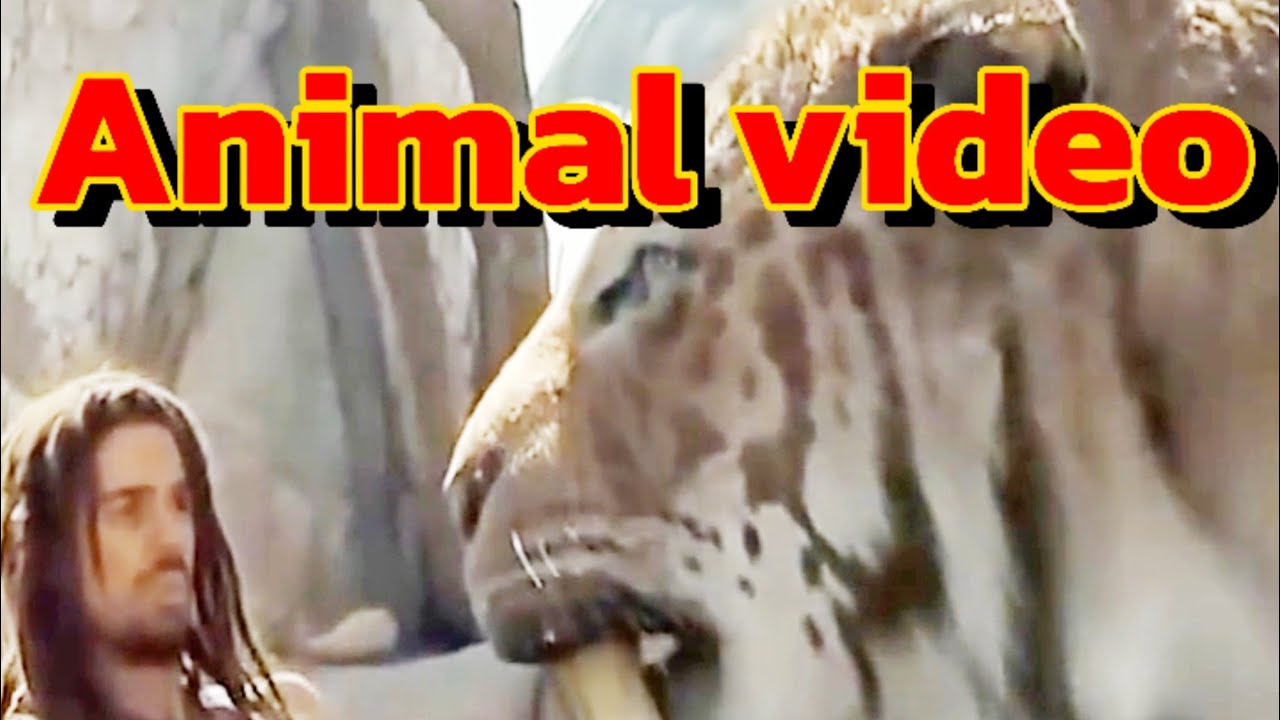 Animal video - YouTube