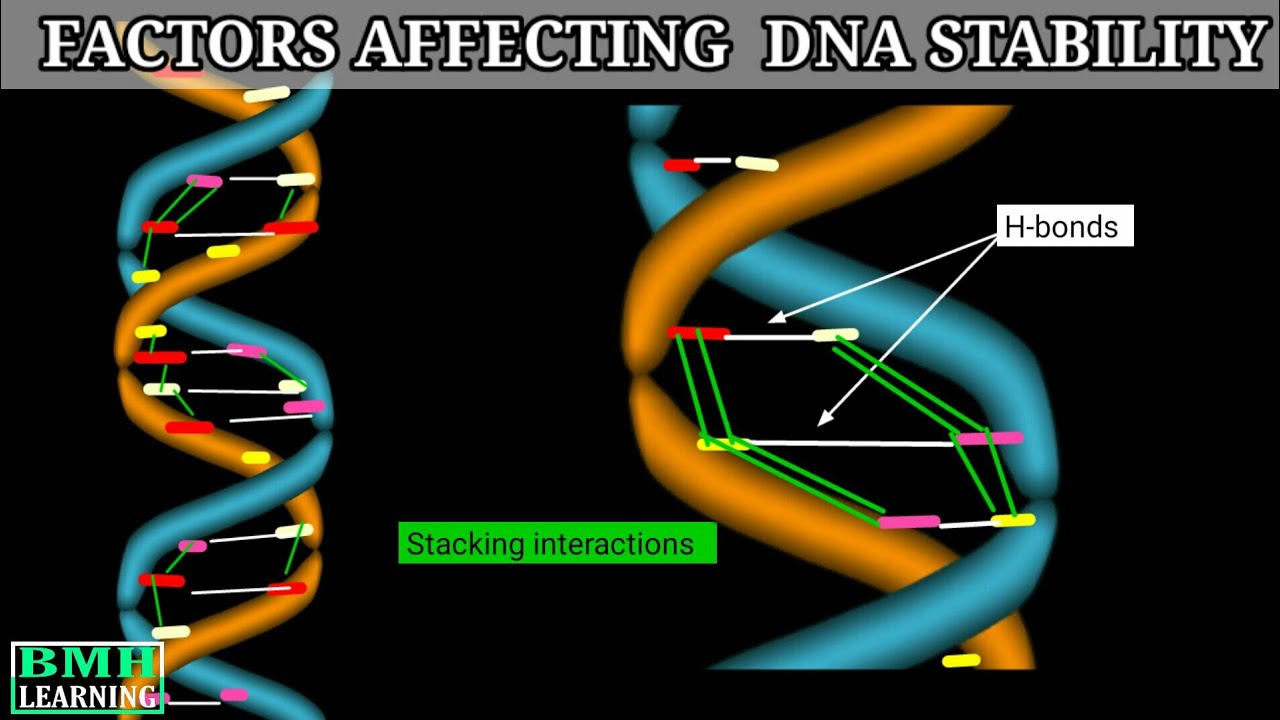 Factors Affecting DNA Stability | Stability Of DNA | DNA Denaturation ...