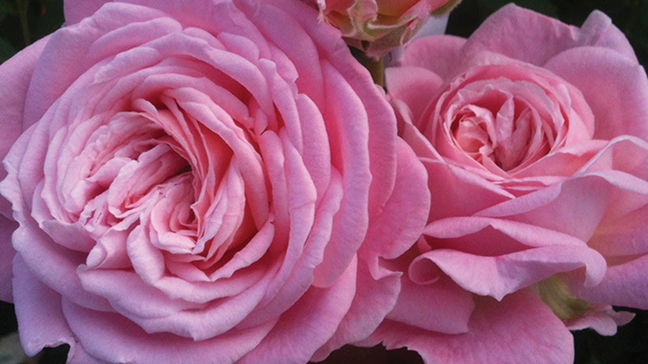 Summer Romance Floribunda: Maplewood Rose Garden - YouTube