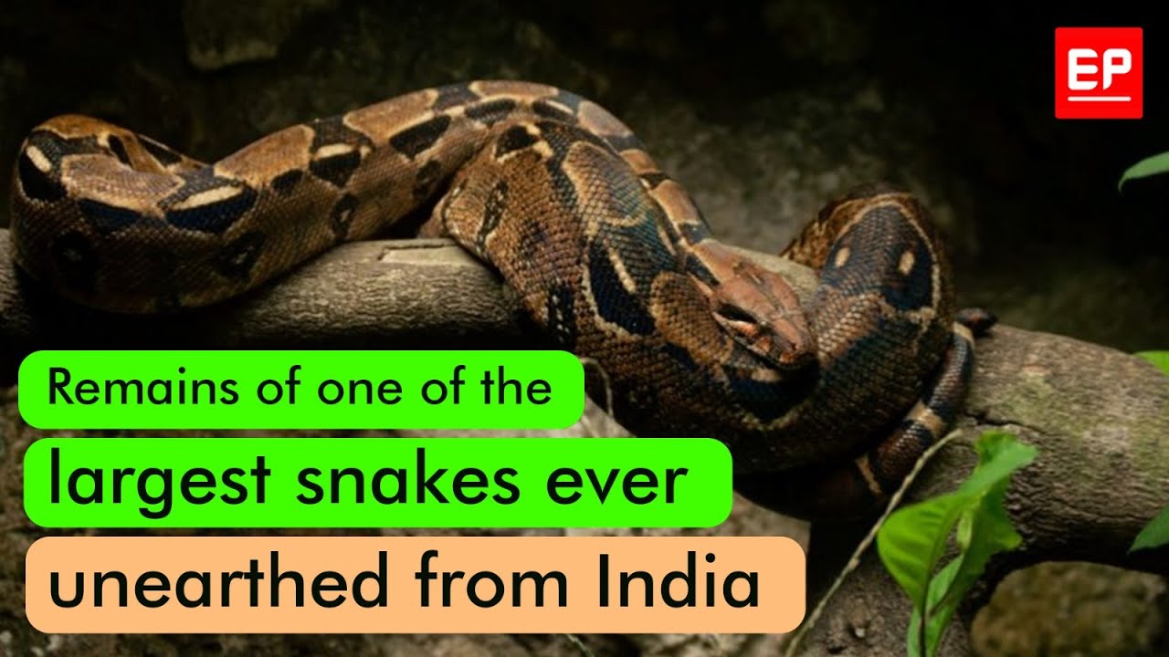 Remains of one of the largest snakes ever unearthed from India | VASUKI ...