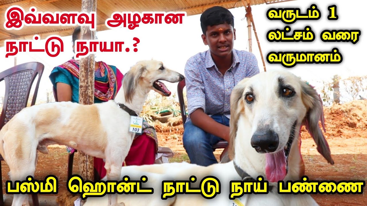 பஸ்மி ஹொன்ட் நாட்டு நாய் வளர்ப்பு - வருடம் 100000 வரை வருமானம் | Indian ...