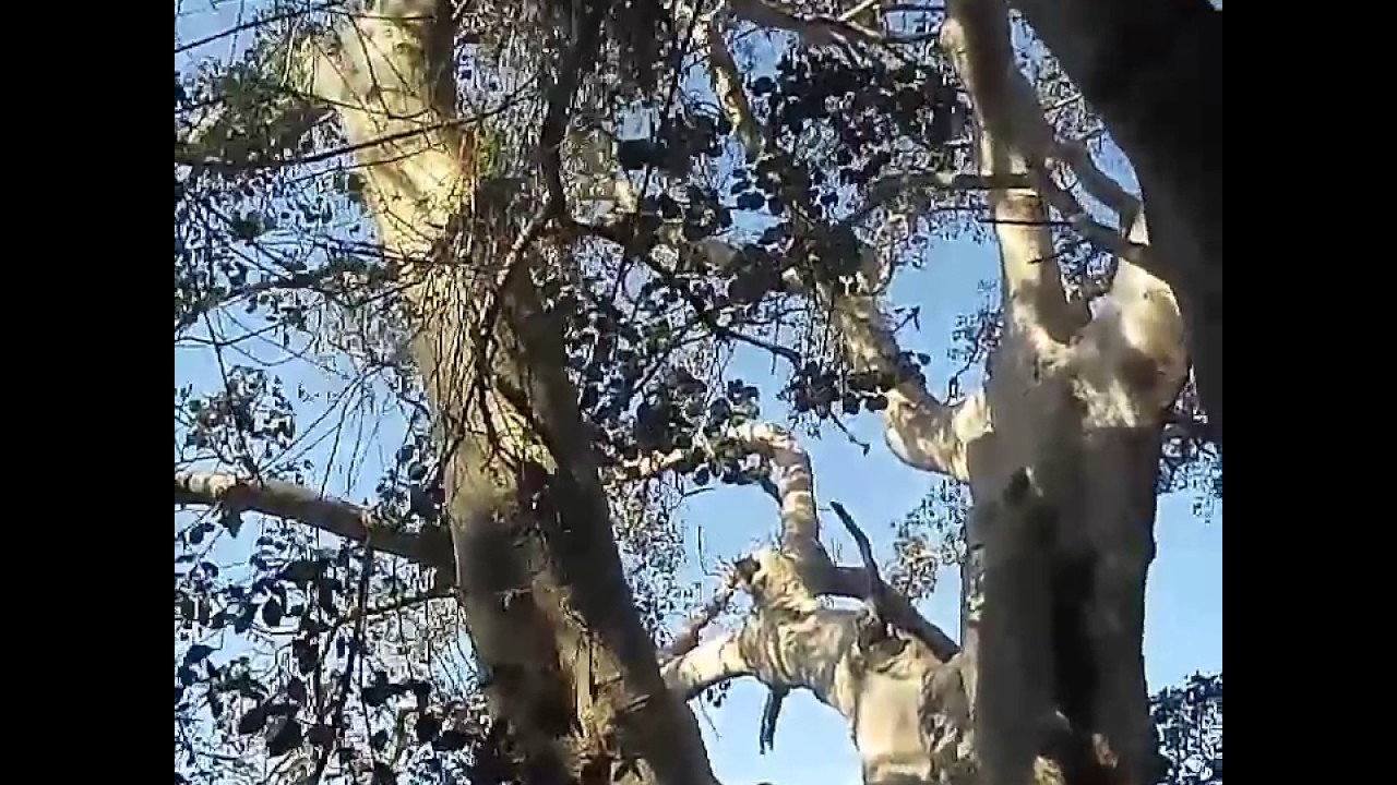 El Tescalame - YouTube