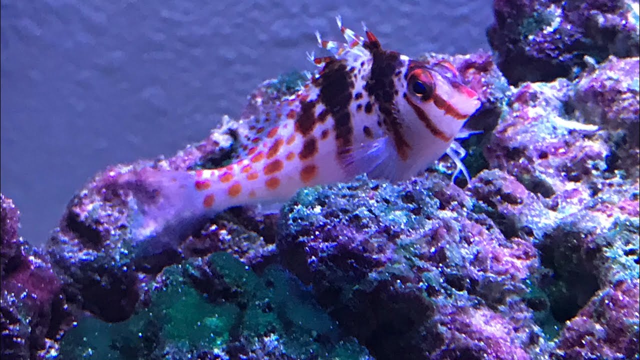 Hawk Fish Nano reef Aquarium - YouTube