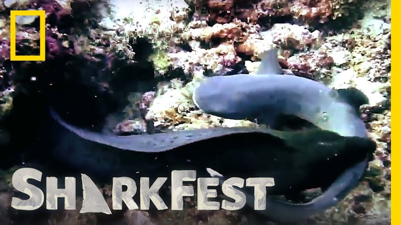 Shark Narrowly Escapes Being Eaten by Eel with Two Sets of Jaws ...