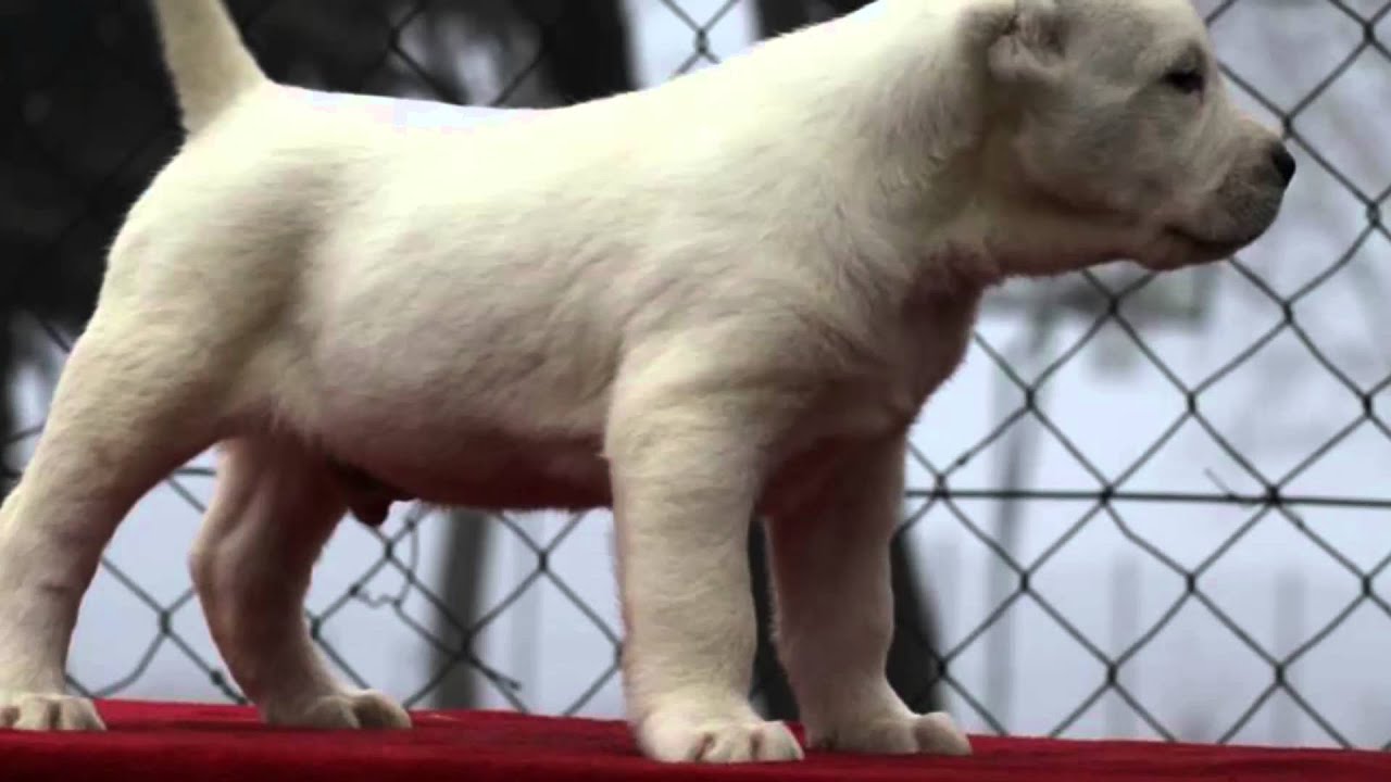 Central Asia shepher dog - "O" litter from RUSKI IZVOR kennel - YouTube