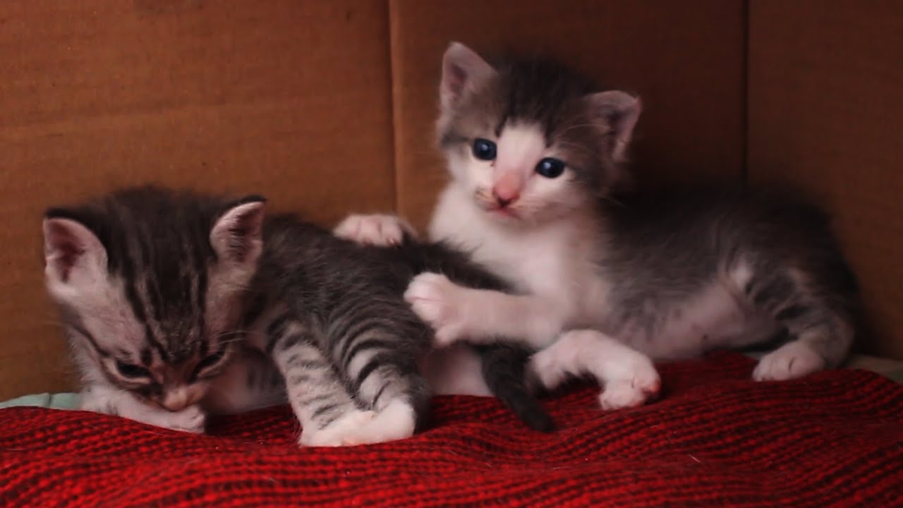 Baby kitten's cute behavior warms the heart - YouTube