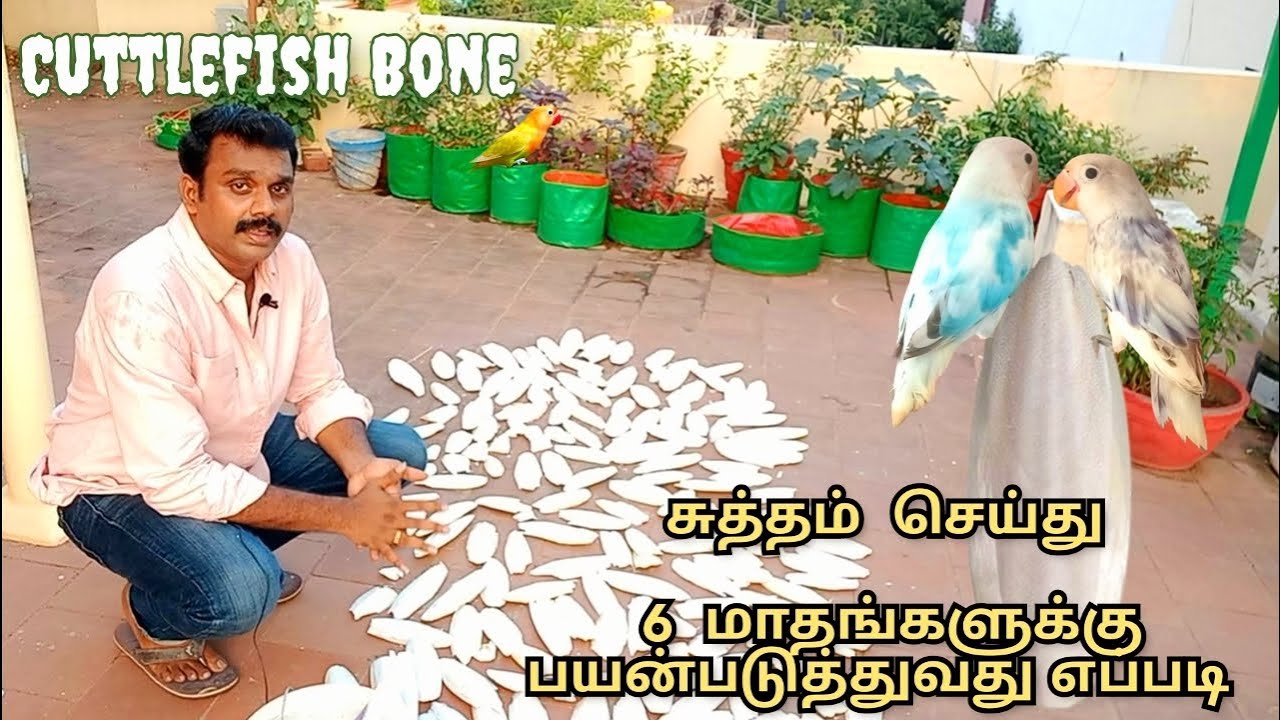How to Clean and Store Cuttlebone for 6 Months | 6 மாதங்கள் சுத்தம் ...
