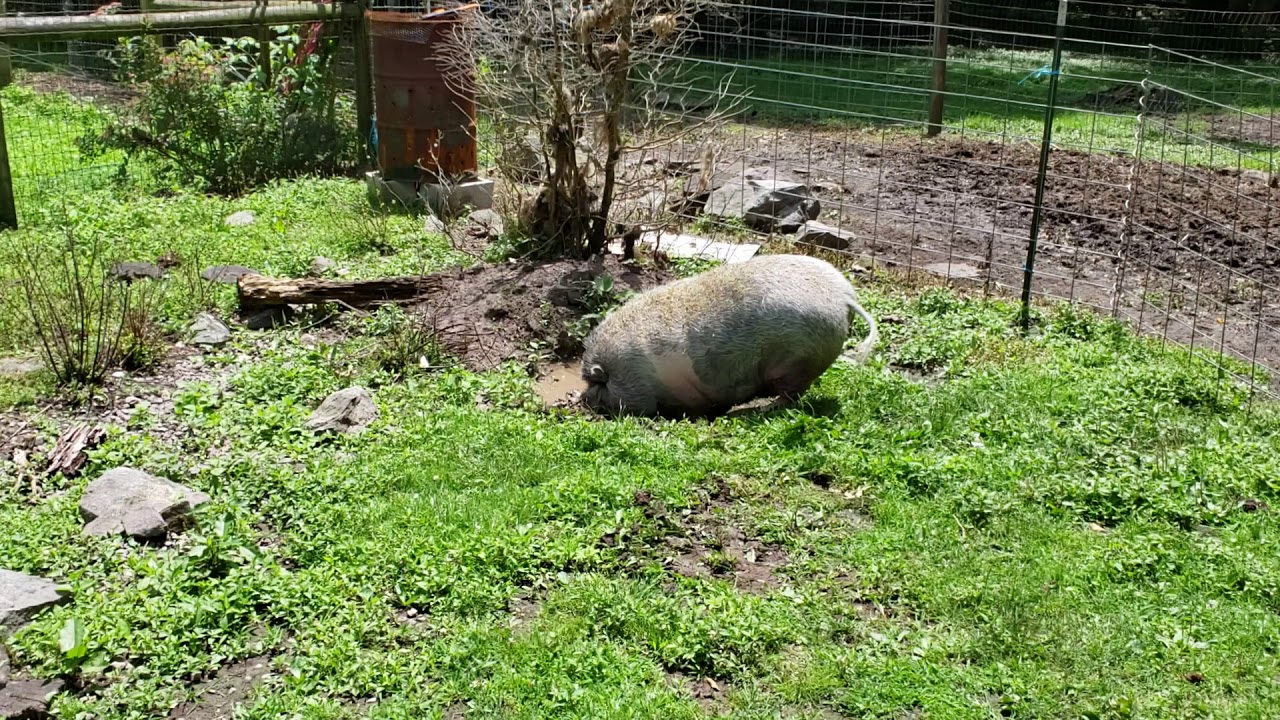 Wyatt pig in wallow - YouTube