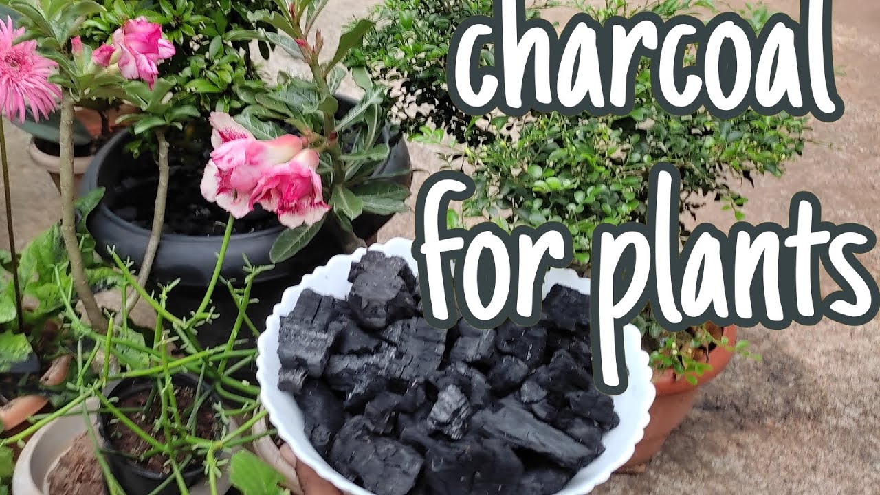 Uses of charcoal for plants || Benefits of charcoal - YouTube