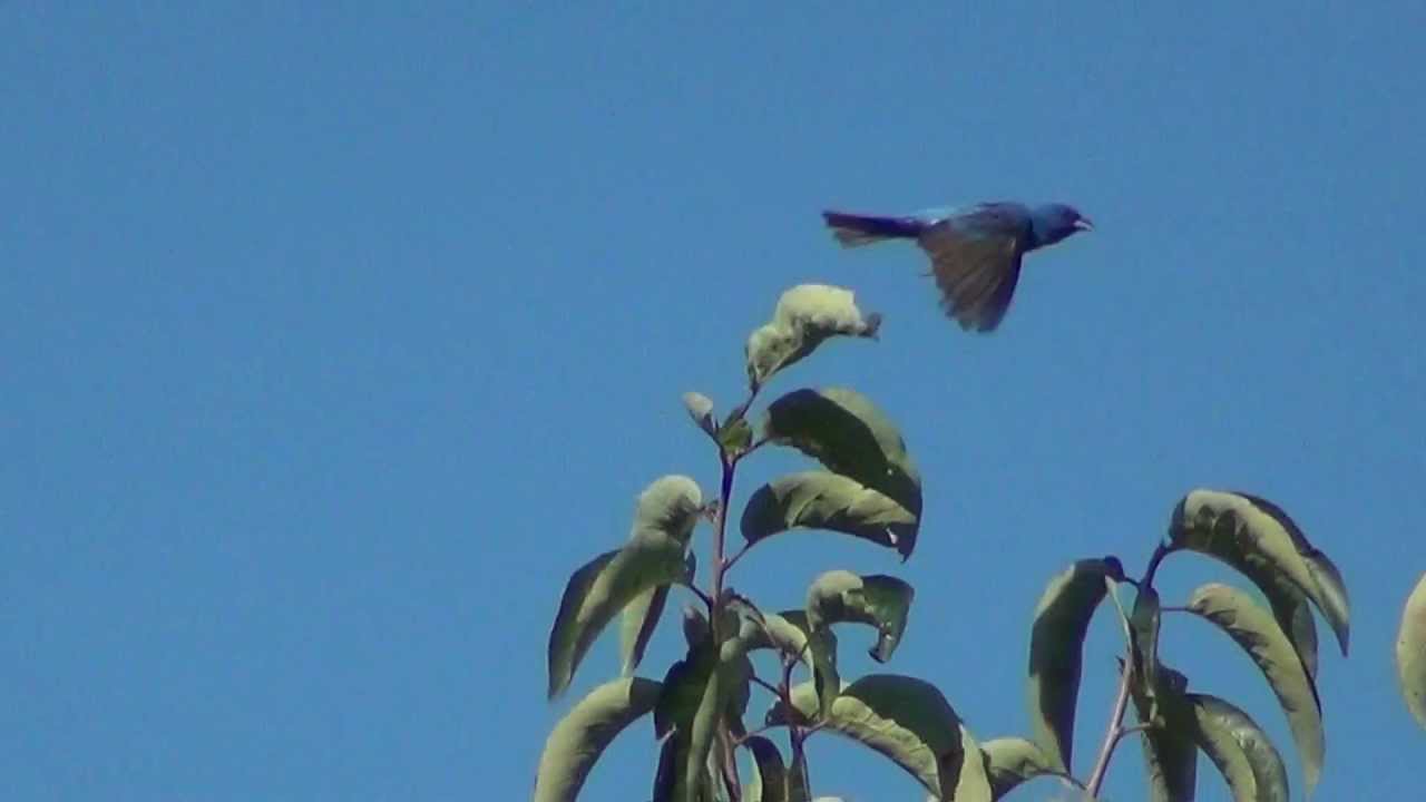 Indigo Bunting, Birds of Indiana, USA - YouTube