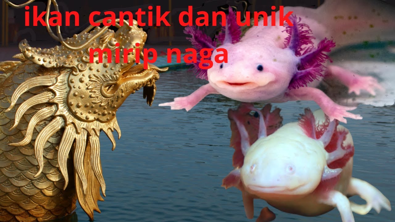 ikan cantik dan unik yang termasuk hewan amfibi(selain katak)beautyful ...