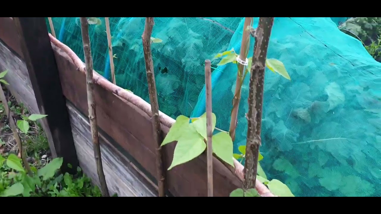 Peas & Runner Beans ..... - YouTube