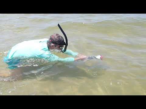 Amphi for even more fun, or as a safety device - YouTube
