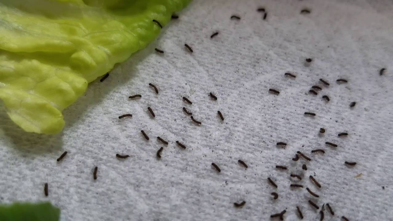 Newly Hatched Wooly Bear Caterpillars - YouTube