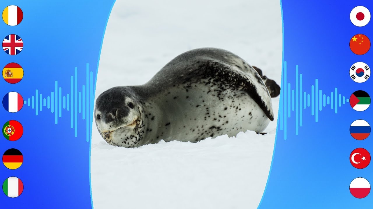 Aquatic Sounds: Leopard Seal - YouTube