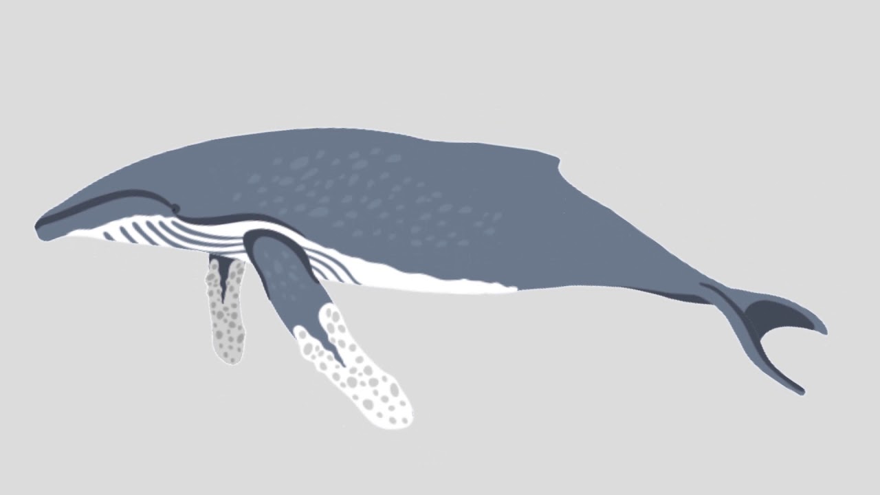 2d whale swim - YouTube