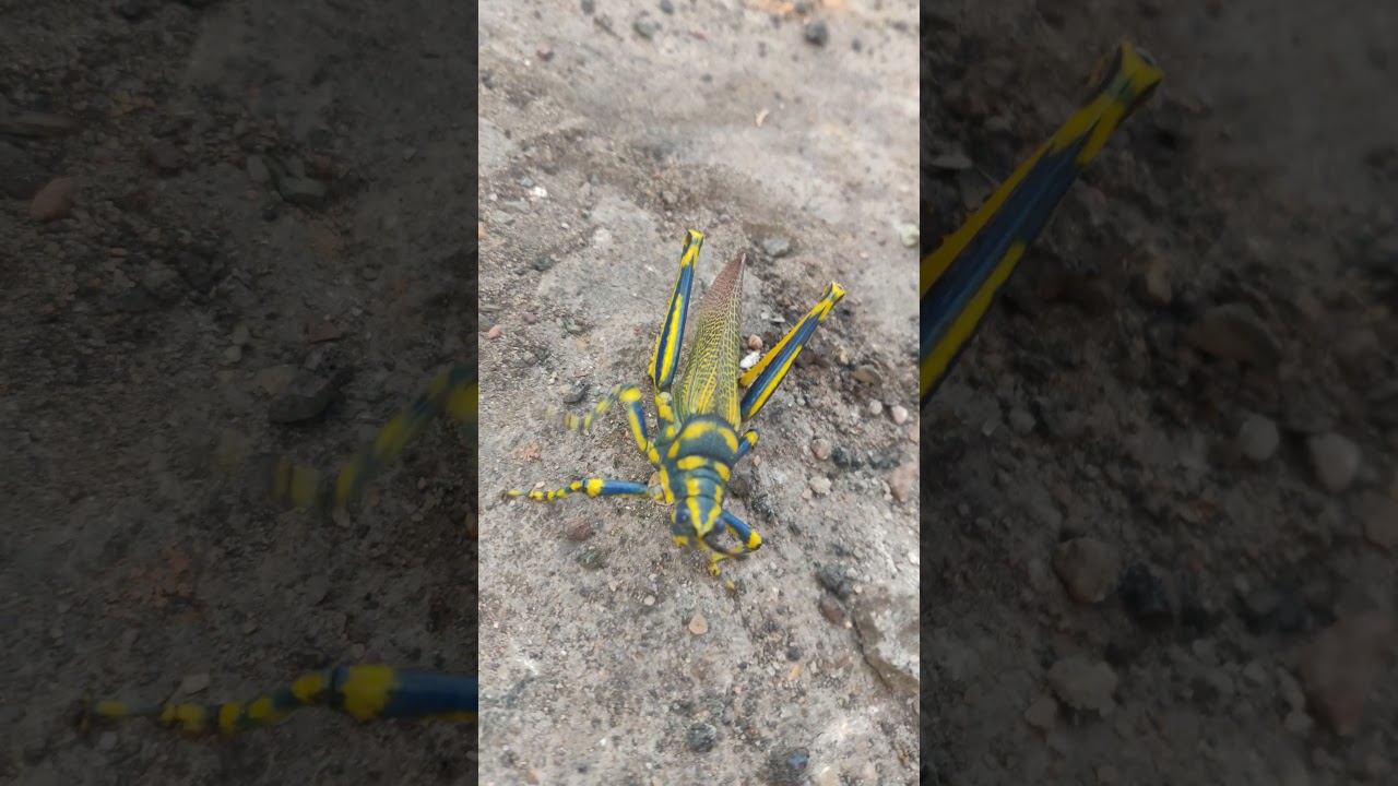 Tidda Colourful grass Hopper 🙀 insects nature beauty - YouTube
