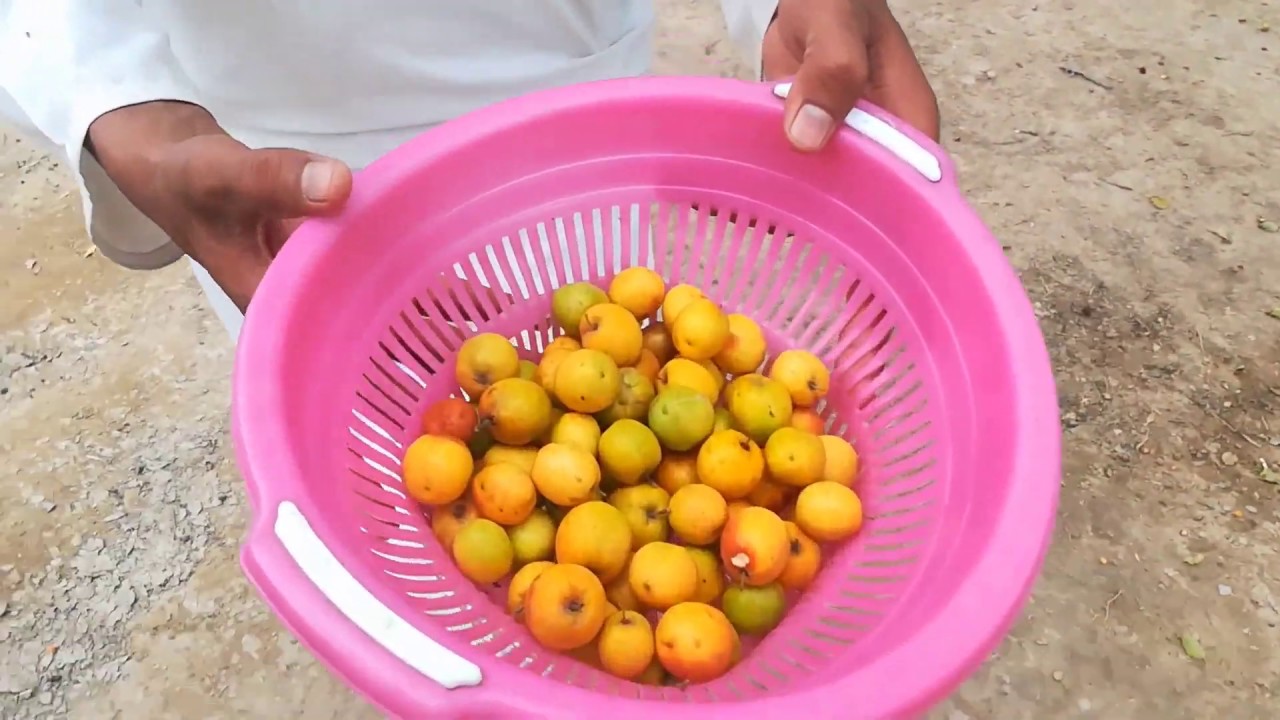 Bair in punjab pakistan - YouTube