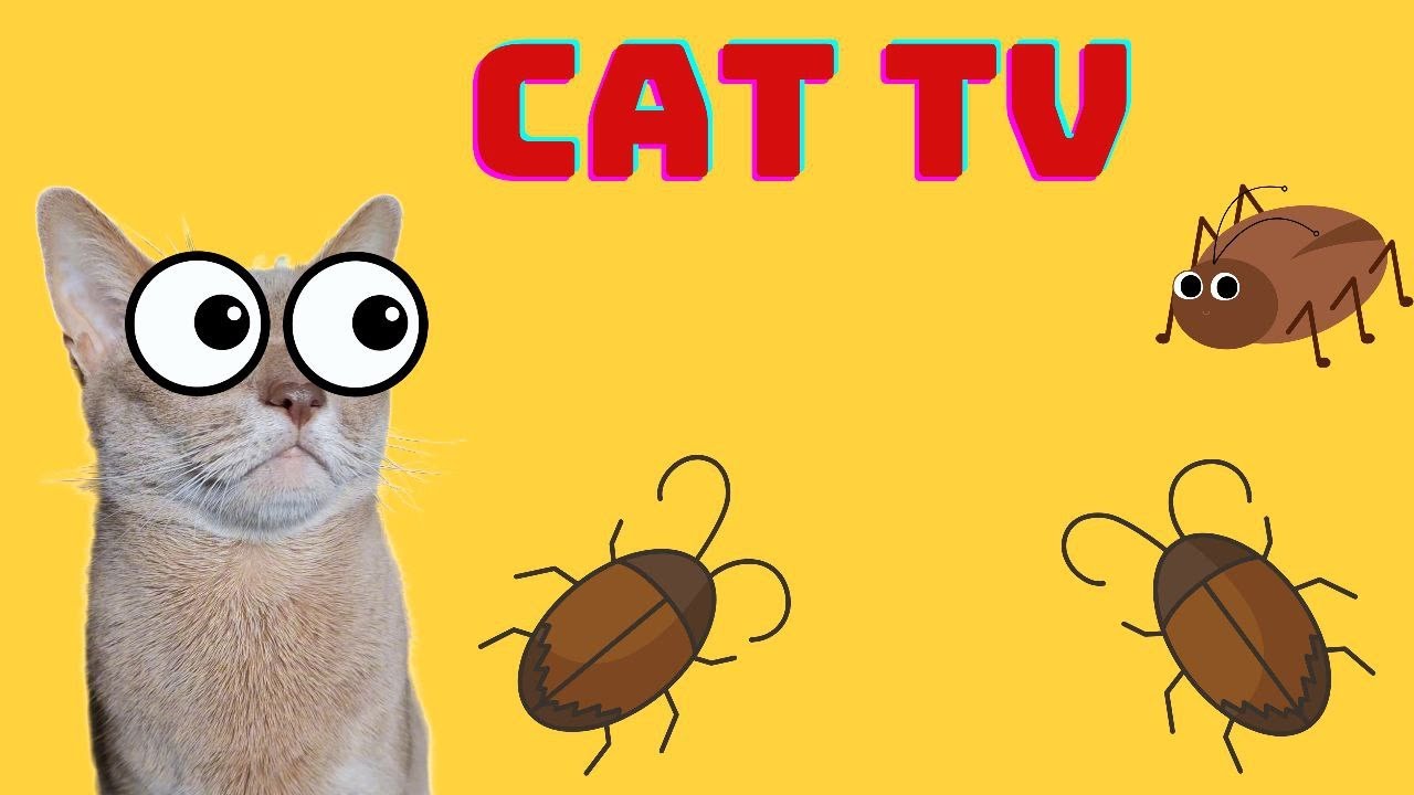 🪳Cockroaches fun games for CATS [2 HOURS] 🙀 Video for Cats to Watch on CAT TV 😻 - YouTube