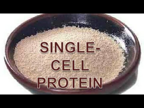 Single Cell Protein And its Applications - YouTube