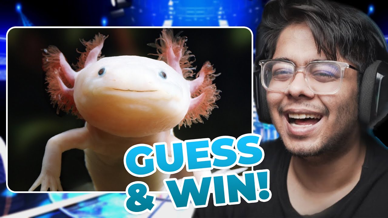 Guess The Animal for a Million Dollars! @theRachitroo @FING. - YouTube