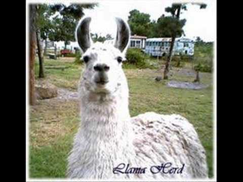 THE LLAMA SONG!!!!!!!!!!! - YouTube