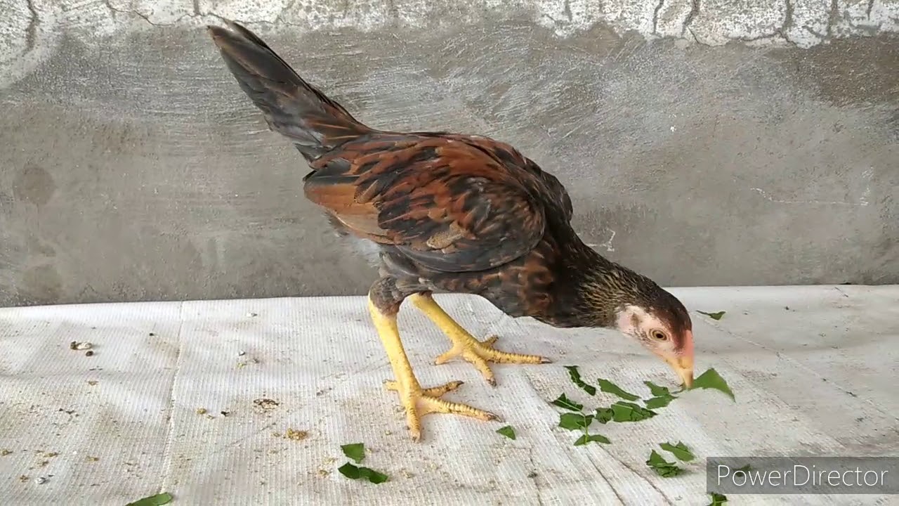 Pollo Asil/Miner Blue de 2 meses. - YouTube