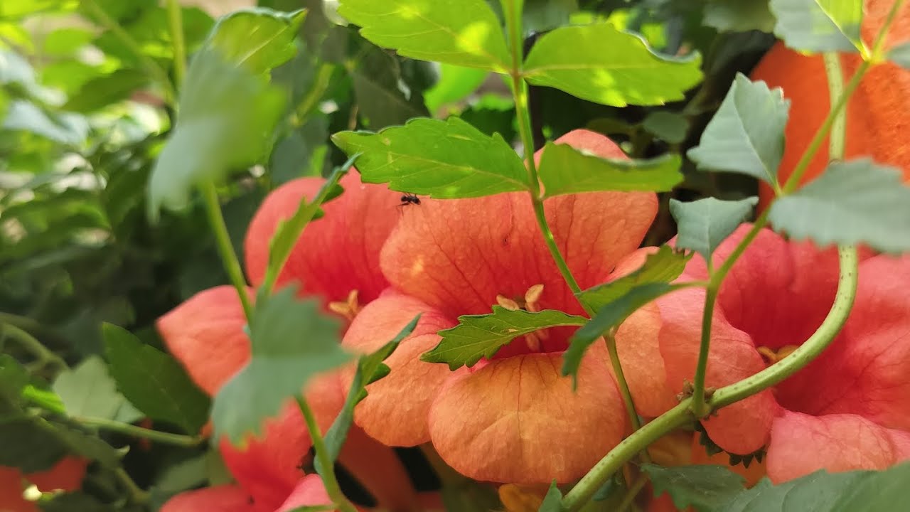 Trumpet vine/Ticoma vine Plant || Grow and Care #gardening #tecoma # ...