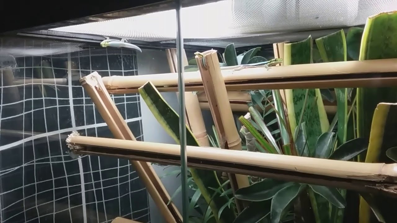 NEON DAY GECKO FAMILY - YouTube