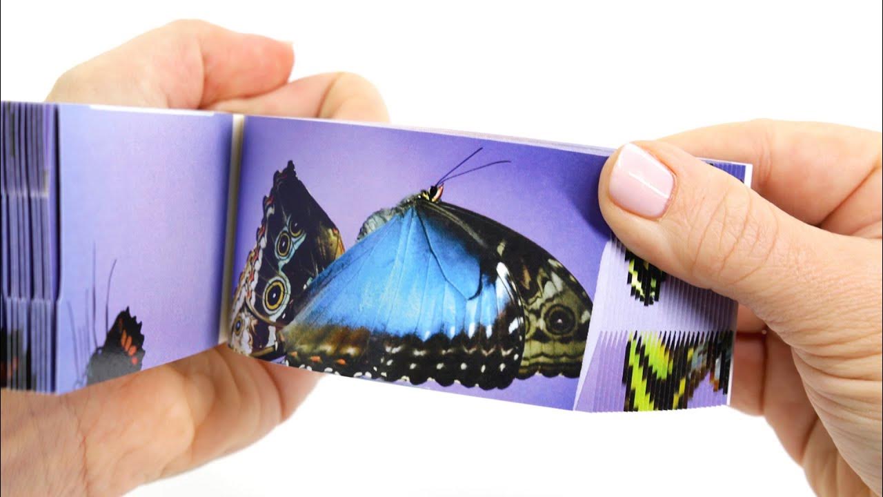 Butterflies Flipbook - Motion in Nature - YouTube