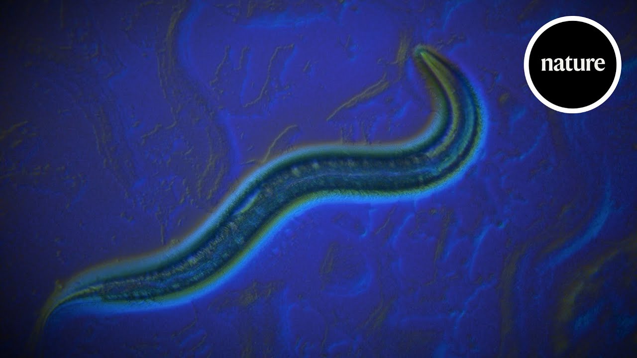 How a worm showed us the way to open science - YouTube