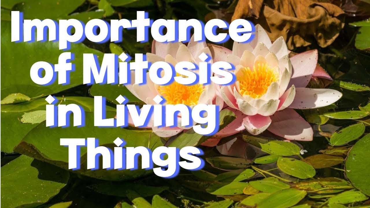 Significance of Mitosis |Growth - YouTube