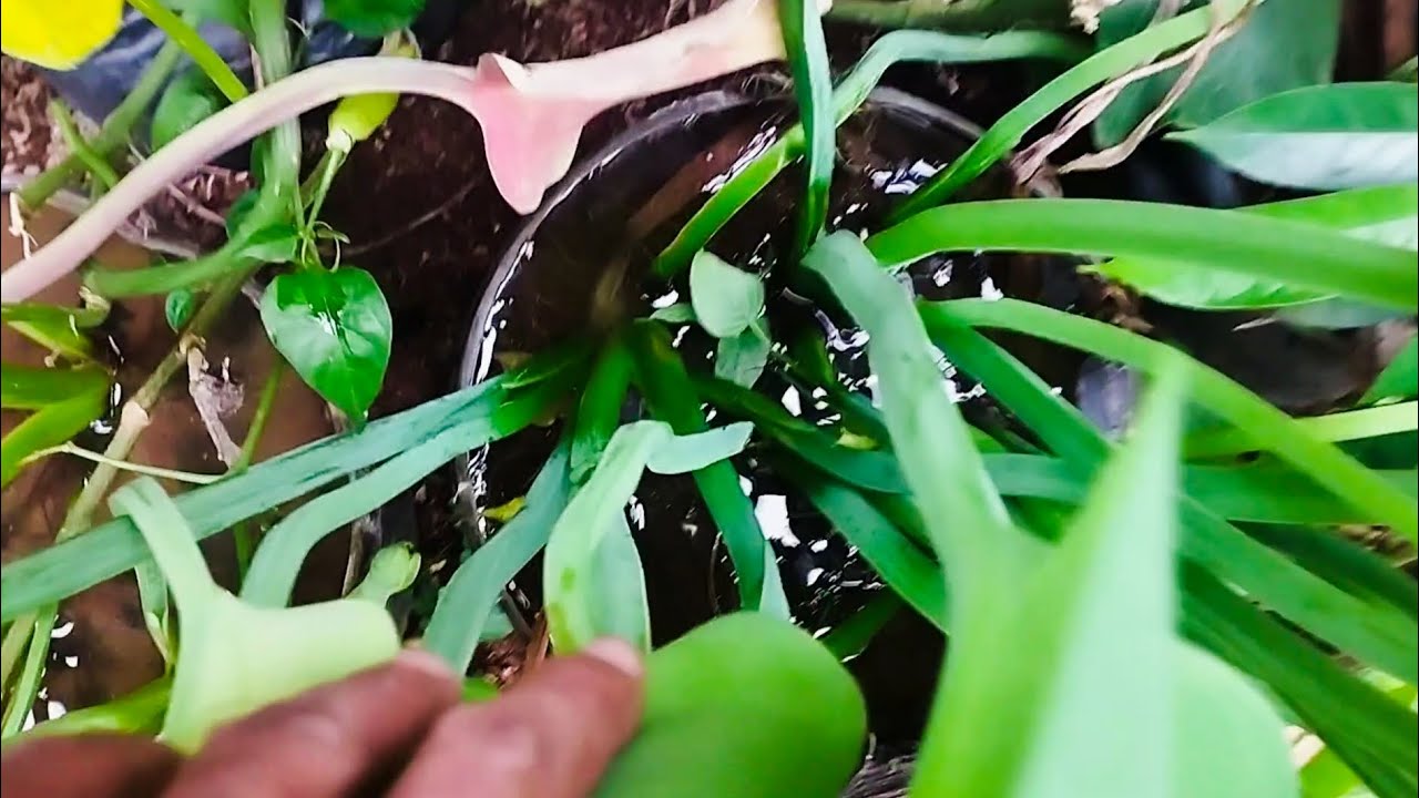 Menanam genjer di dalam kemasan air mineral - YouTube